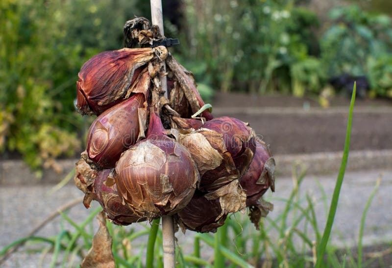 Red onions drying outdoors stock photo. Image of autumn - 65553056
