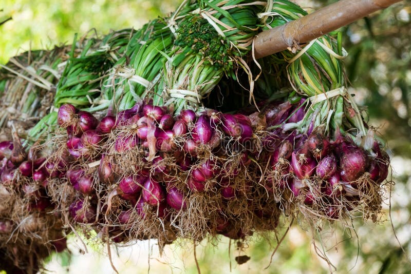 Red Onions stock photo. Image of root, plant, cultivated - 85970340