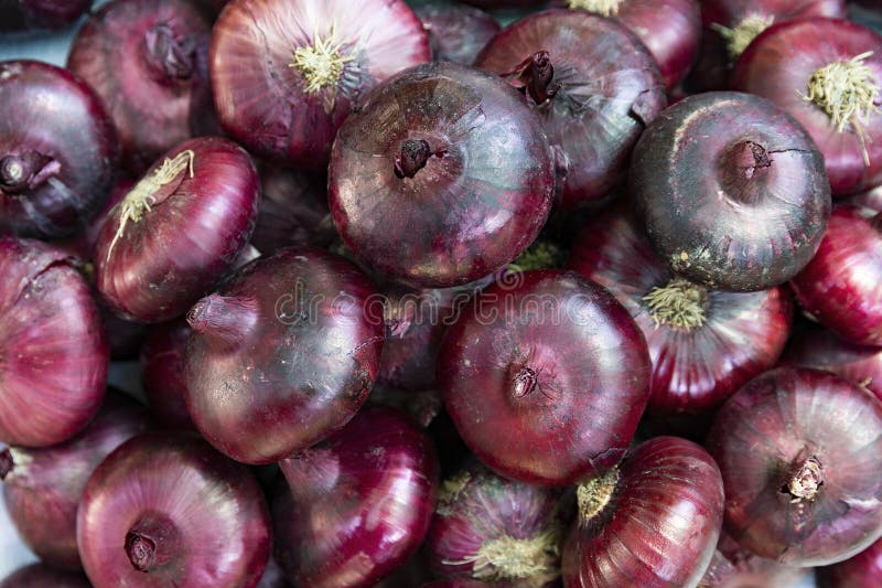 Red Onions in Large Quantities. Harvesting Concept Stock Photo - Image ...