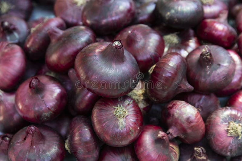 Red Onions in Large Quantities. Harvesting Concept Stock Photo - Image ...