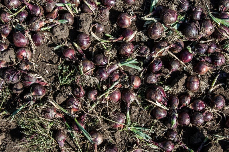 Red onions stock image. Image of vegetation, agriculture - 59950043