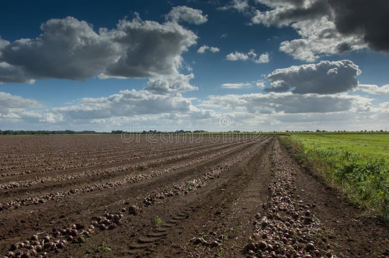 Red onions stock image. Image of vegetation, agriculture - 59950043