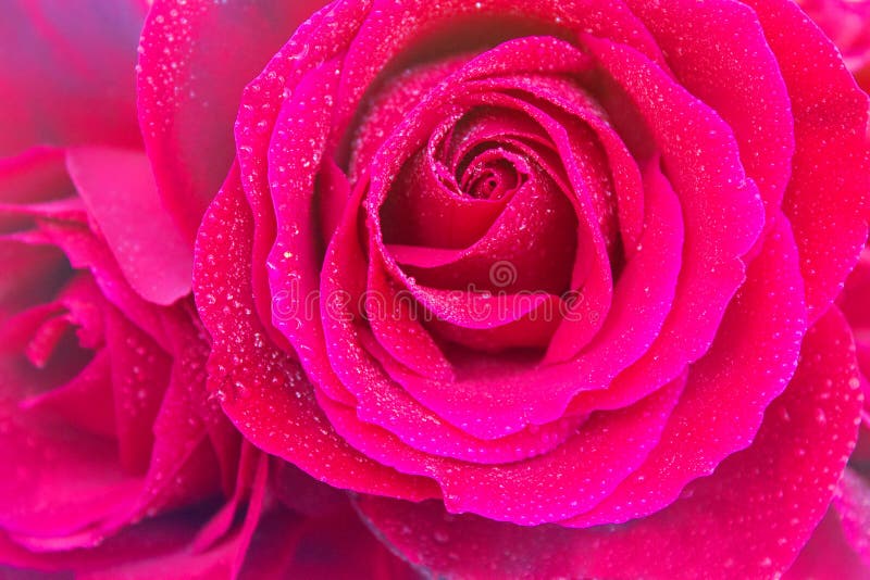 Red Open Roses with Drops of Water with Light Vignette Stock Photo ...