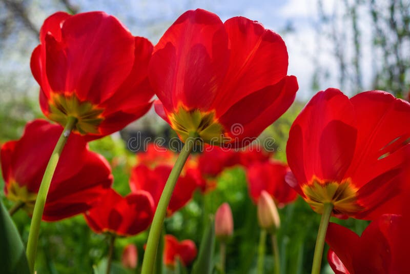Red Open Tulips in the Front Garden among the Green Grass. Large Tulips ...