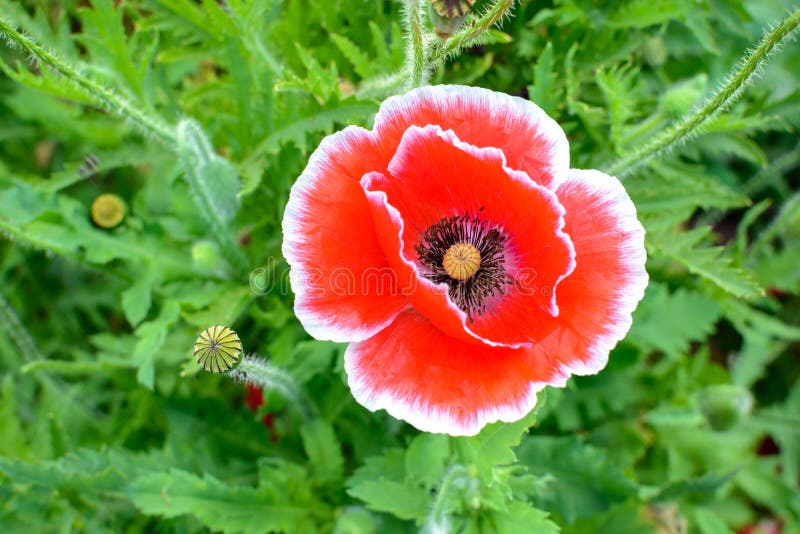 Red opium poppy flower. stock photo. Image of green, idyllic - 64904090