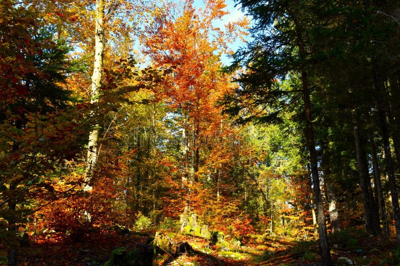 Red and Orange Autumn Colored Beech (Fagus Sylvatica) Trees Stock Photo ...