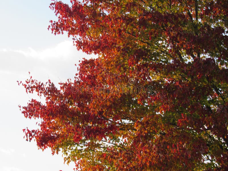 Dark autumn tree stock image. Image of blossom, grove - 259133445