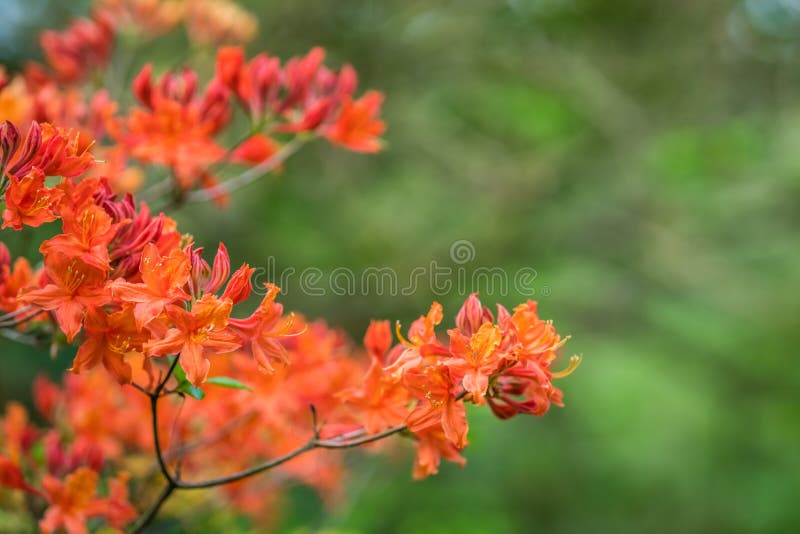 Red and Orange Flowers on Branches Stock Image - Image of forest ...