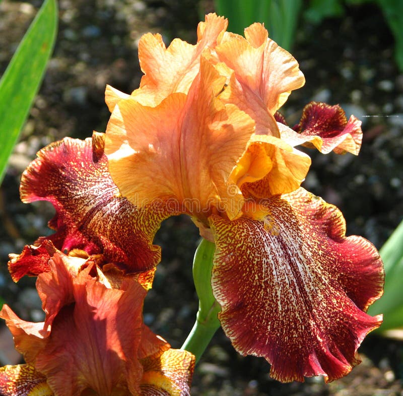 Red And Orange Bearded Iris Picture. Image: 86244254