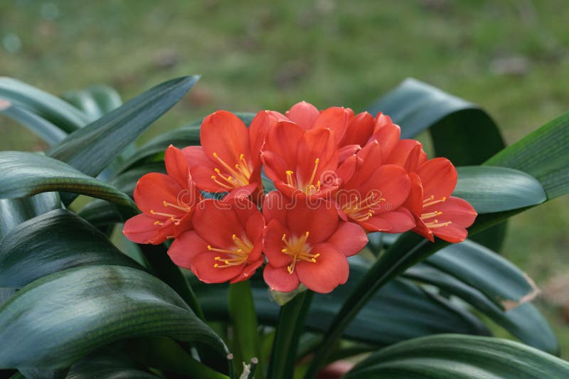 Red-orange Blossoms of a Bush Lily (Clivia Miniata). Stock Photo ...