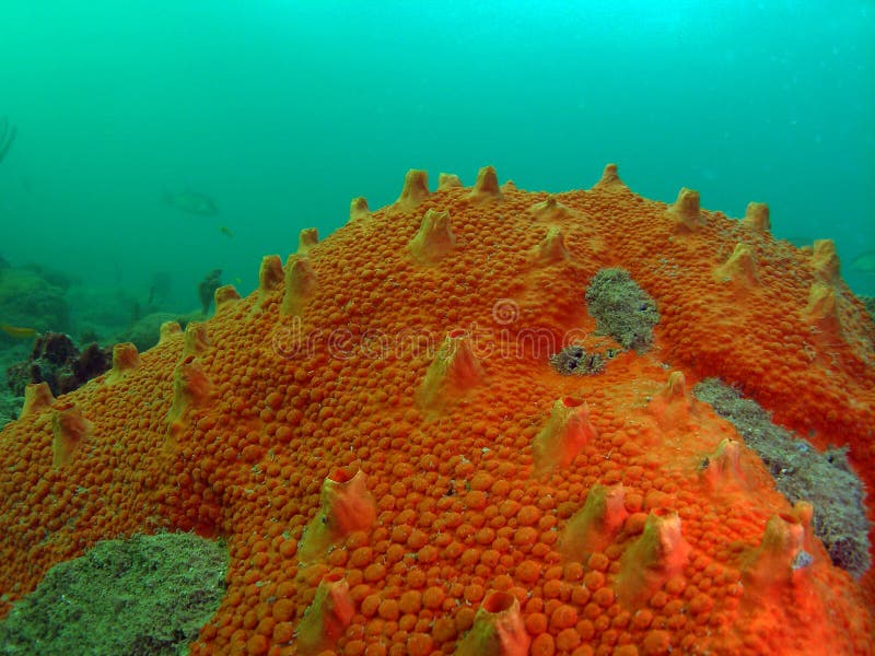 Orange Boring Sponge stock image. Image of camera, aquatic - 11114749