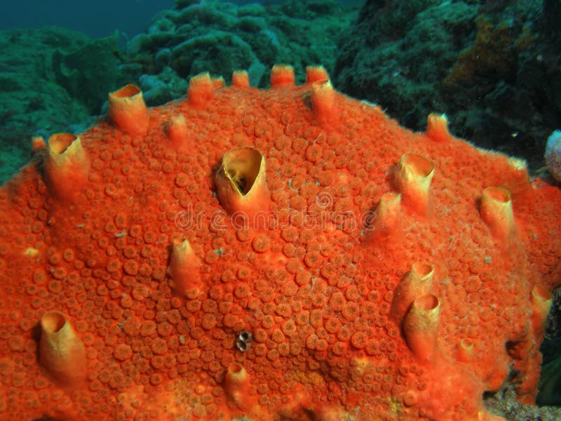 Red Orange Boring Sponge Picture. Image: 7039677