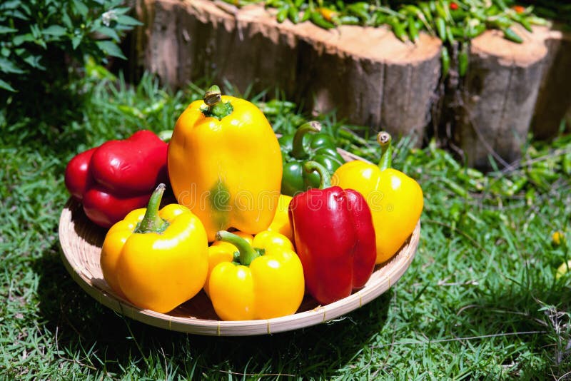 Red and orange capsicum stock photo. Image of culinary - 26211320