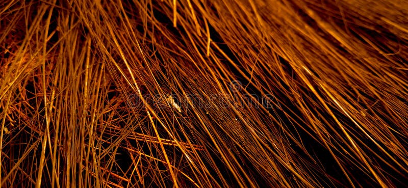 Red Orange Color of Sharp Needle-like Structure of Coconut Fiber with ...