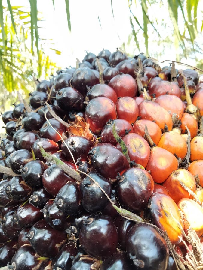 Red and Orange Colors of Oil Palm Fruit Stock Image - Image of meal ...