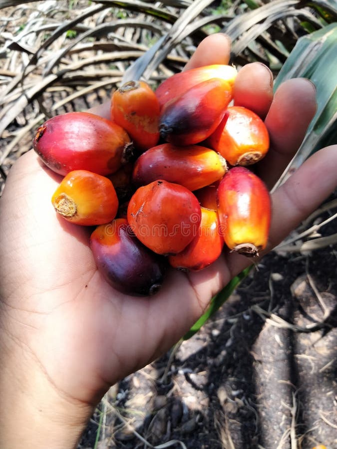 Red and Orange Colors of Oil Palm Fruit Stock Image - Image of colors ...