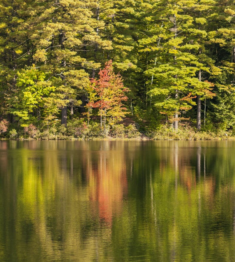 Colorful Reflection of Colorful Foliage Stock Photo - Image of england ...