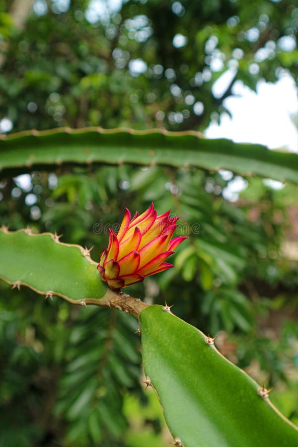 Red-orange Dragon Fruit Flowers are Starting To Bloom. Stock Photo ...