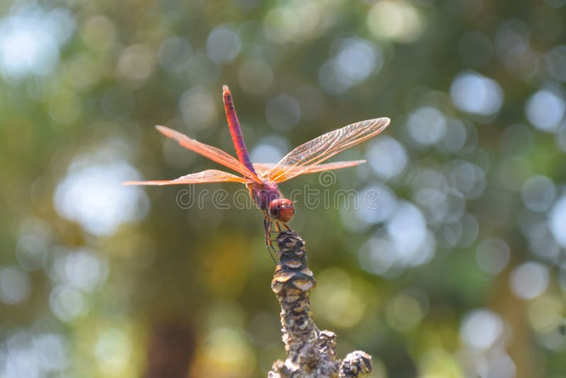 Red Orange Dragonfly Insect on Dry Flower Leaf Stock Image - Image of ...