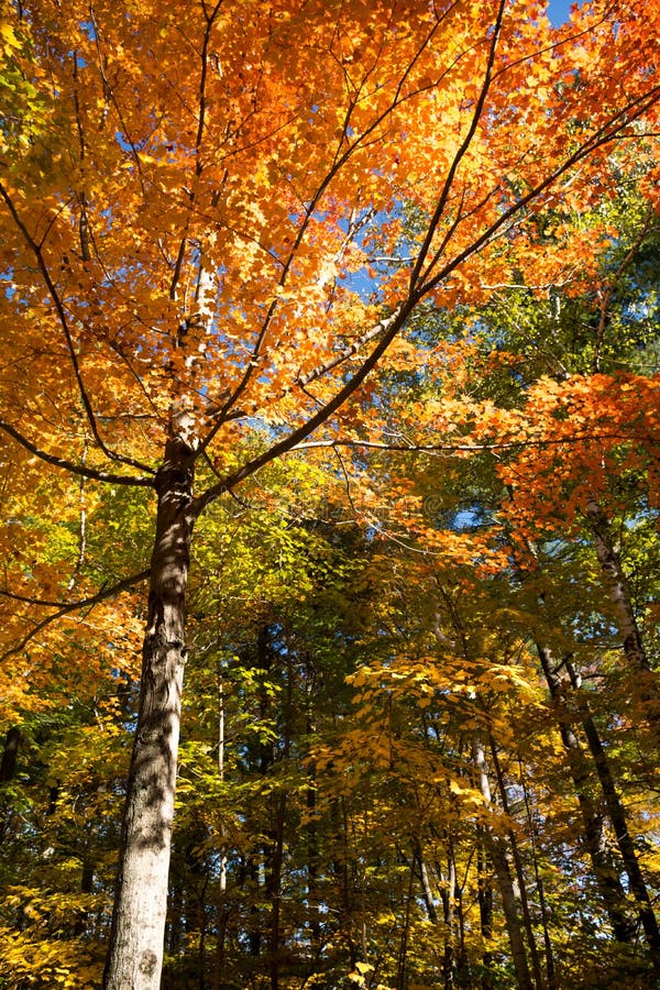 2,271 Vermont Fall Colors Stock Photos - Free & Royalty-Free Stock ...