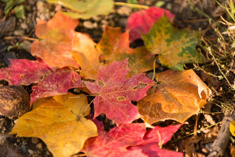 Fall Colors stock photo. Image of fall, autumn, green - 103099856