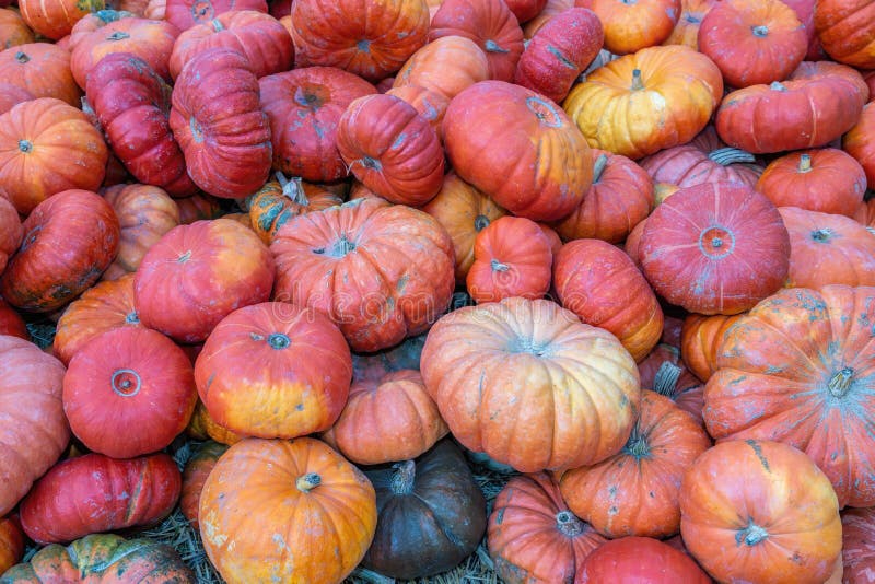 Red and Orange Flat Pumpkins Stock Image - Image of pattern ...