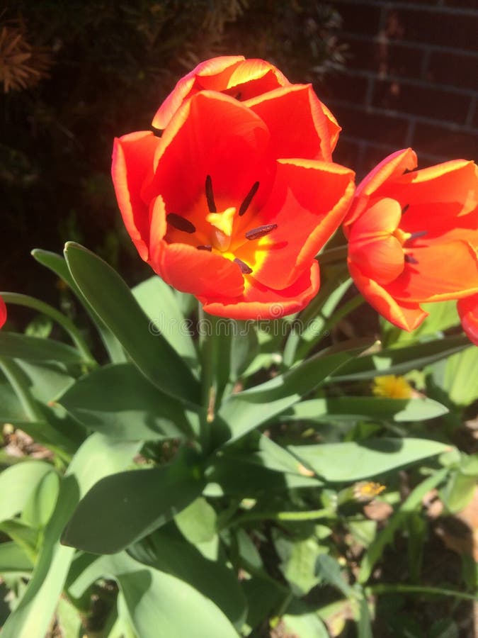 Red Orange Flowers in Bloom Stock Image - Image of sunny, flowers ...