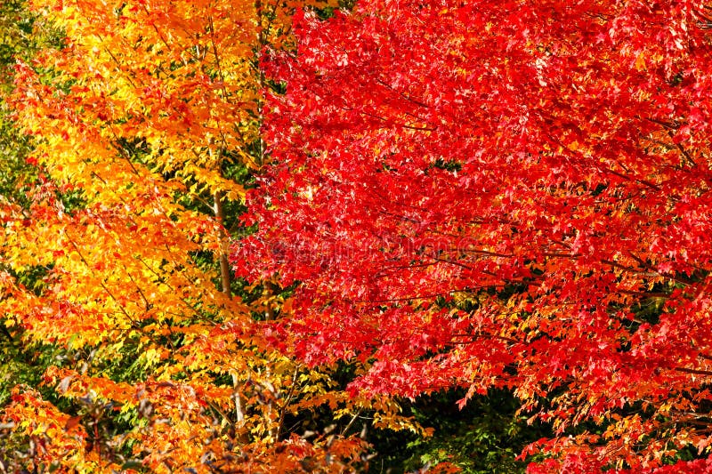 Red, Orange and Green Leaves in a Wisconsin Forest Stock Image - Image ...