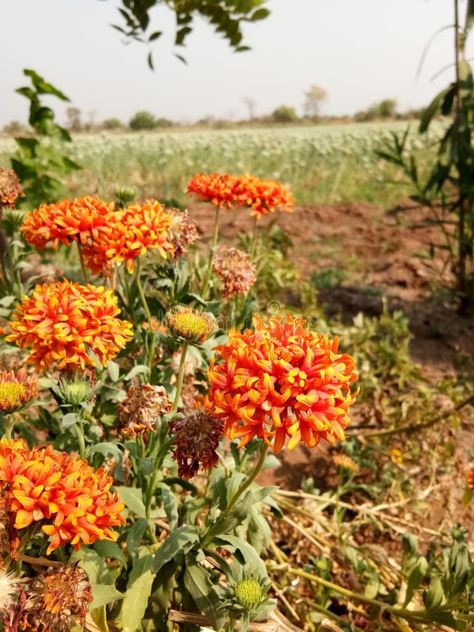 Red orange Jasmine stock photo. Image of summer, jasmine - 90140904