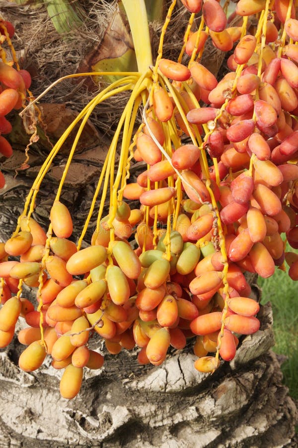Red and Orange Kimri Dates Cluster Stock Image - Image of cluster ...
