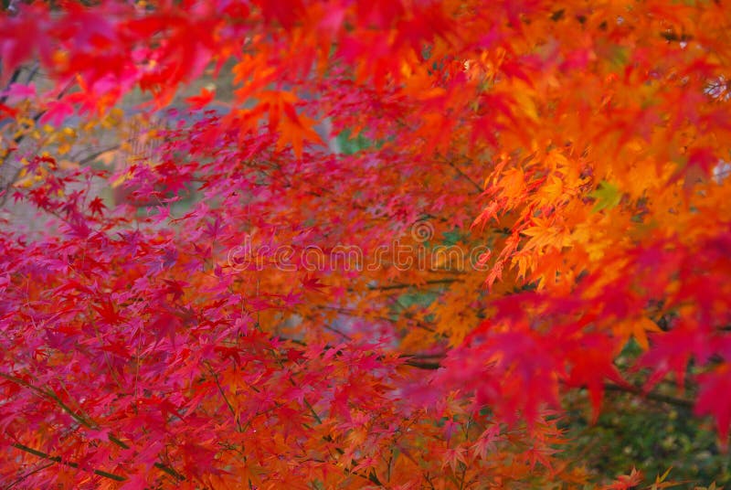 Red and Orange Leaves in Fall Stock Photo - Image of autumn, maple ...