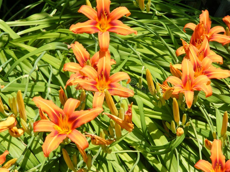 Red and Orange Lily Flower Border Stock Image - Image of plant, lily ...