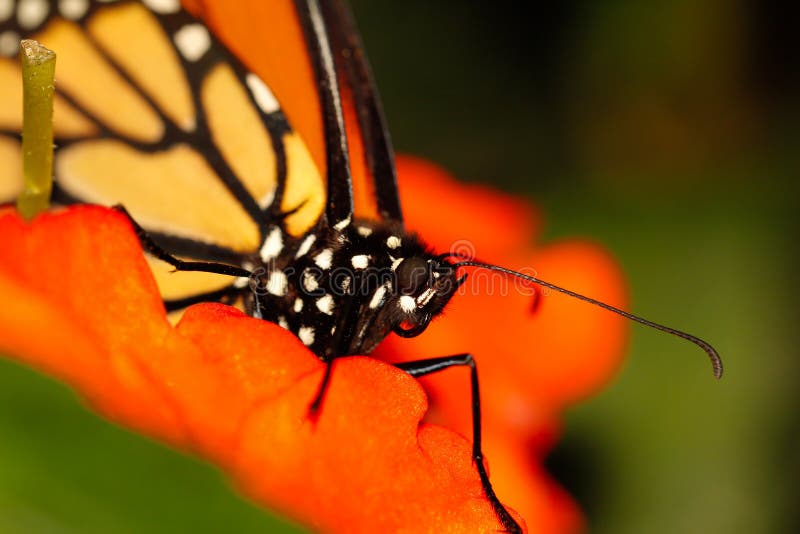Butterfly close up photos stock photo. Image of close - 243051278