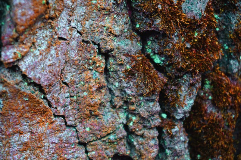 Red Orange Moss Texture on Bark Tree Stock Photo - Image of fresh ...