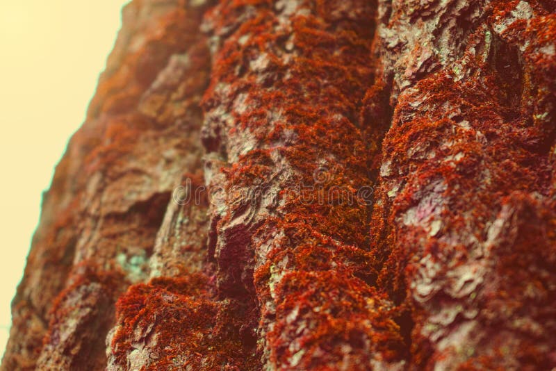Red Orange Moss Texture on Bark Tree Stock Photo - Image of covered ...
