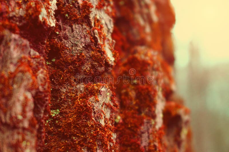 Red Orange Moss Texture on Bark Tree Stock Photo - Image of design ...