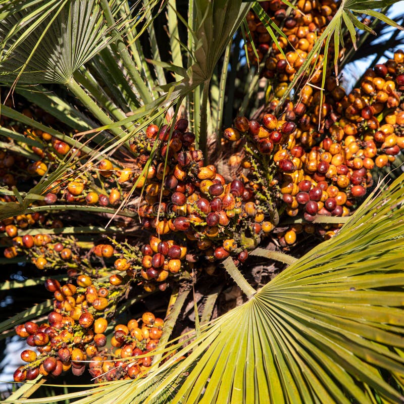 Palm seed on tree stock photo. Image of branch, agriculture - 303776842