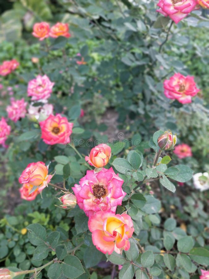 Red, Orange, Pink Combination Rose Flower Stock Photo - Image of rose ...