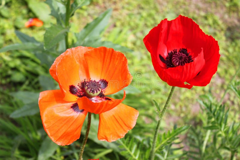 Red and Orange Poppy Flowers Stock Photo - Image of orange, petals ...
