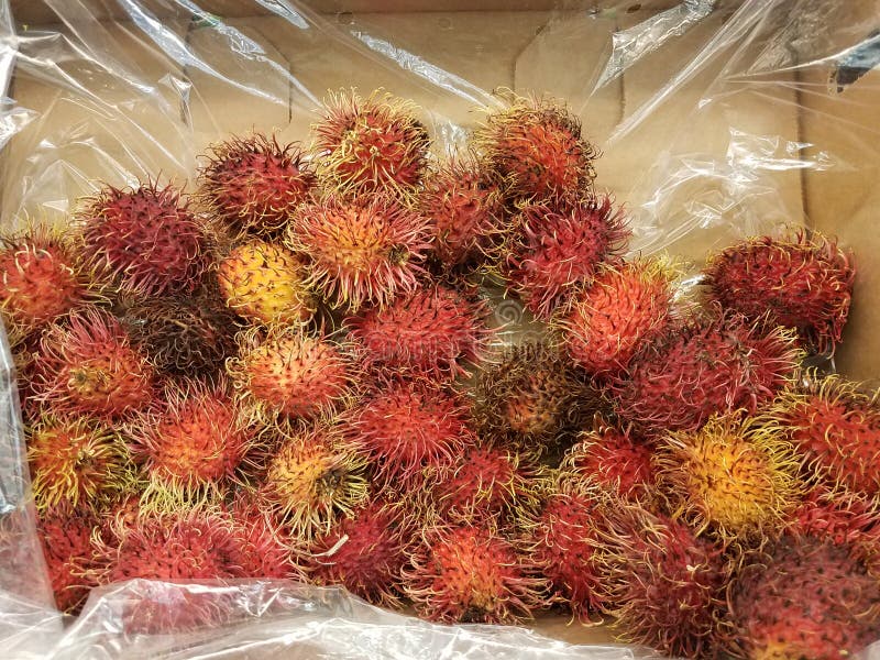 Red and Orange Rambutan Fruit in Box with Plastic Stock Photo - Image ...