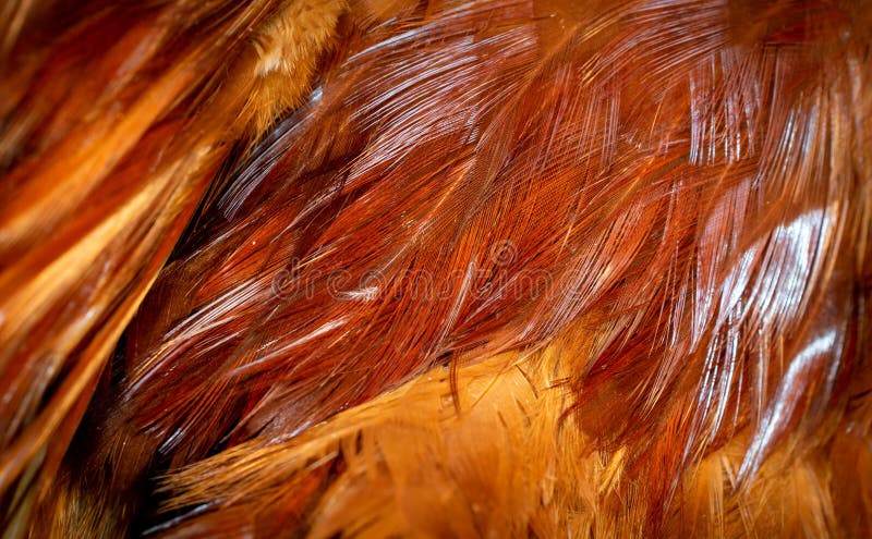 Red and Orange Rooster Feathers. Background or Texture Stock Image ...