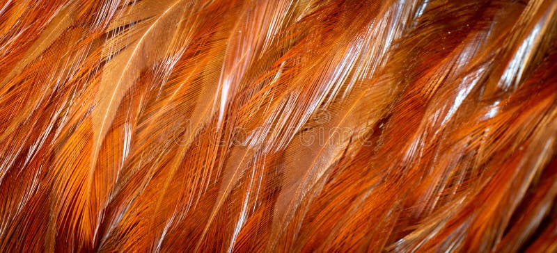 Red and Orange Rooster Feathers. Background or Texture Stock Photo ...