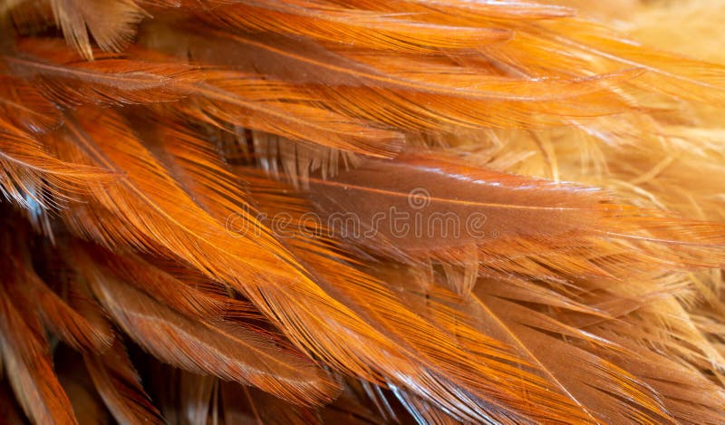 Red and Orange Rooster Feathers. Background or Texture Stock Image ...