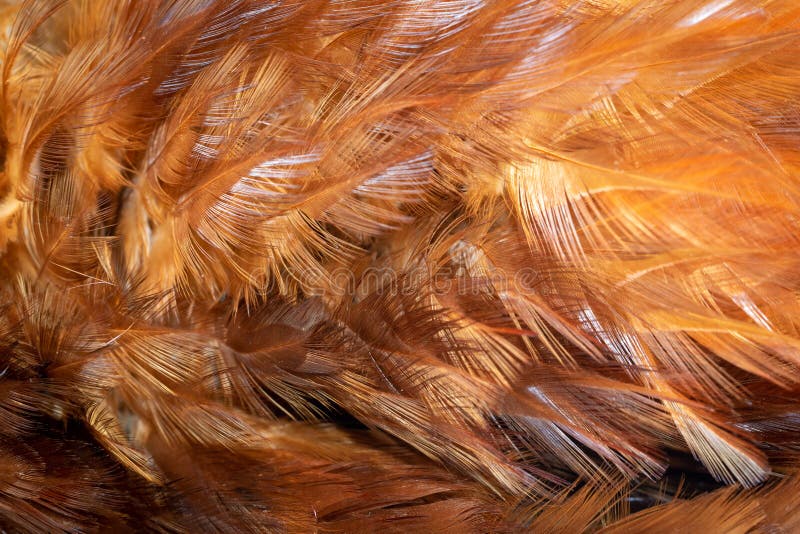 Red and Orange Rooster Feathers. Background or Texture Stock Image ...