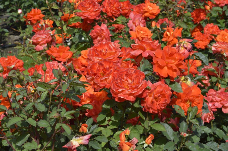 Red-orange rose stock image. Image of orange, bouquet - 96559925