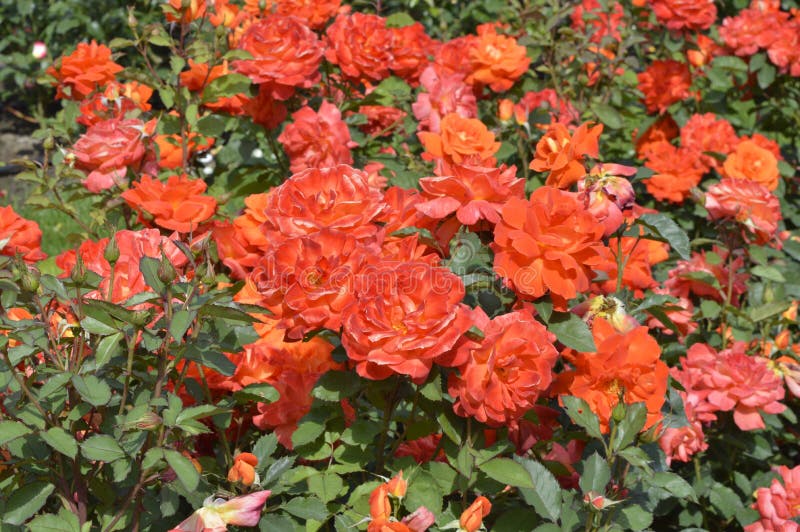 Red-orange rose stock image. Image of bloom, flower, rumba - 96560029