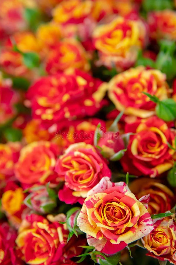 Beautiful Red and Orange Roses. Stock Image - Image of card, beautiful ...