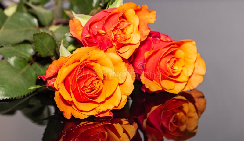 Beautiful Red Orange Roses 6 Stock Image - Image of close, leaf: 124775543