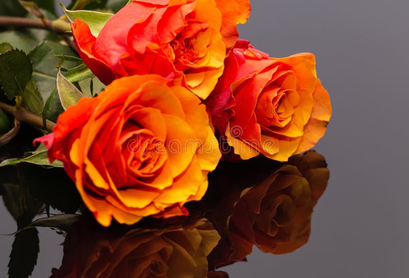 Beautiful Red Orange Roses 1 Stock Photo - Image of florist, nature ...