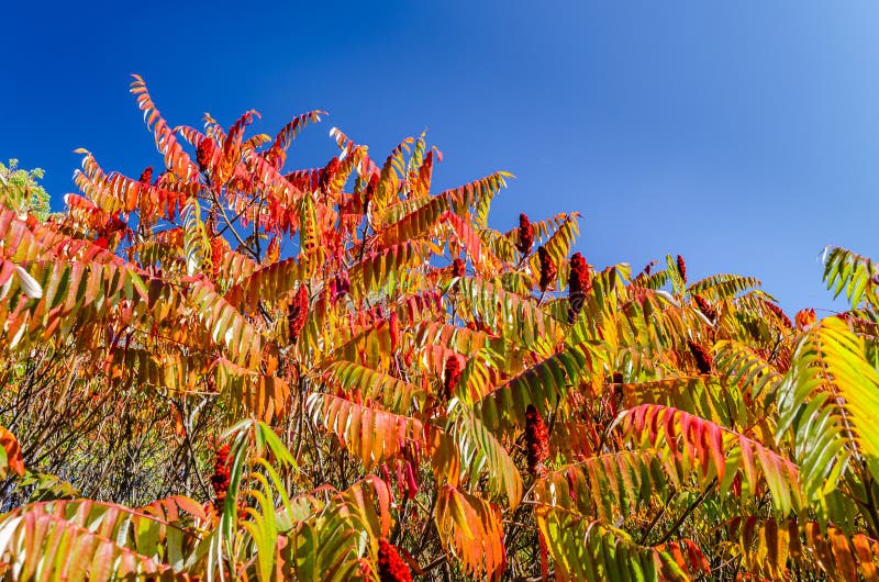 Red and Orange Staghorn Sumac Leaves Stock Photo - Image of rural, pond ...